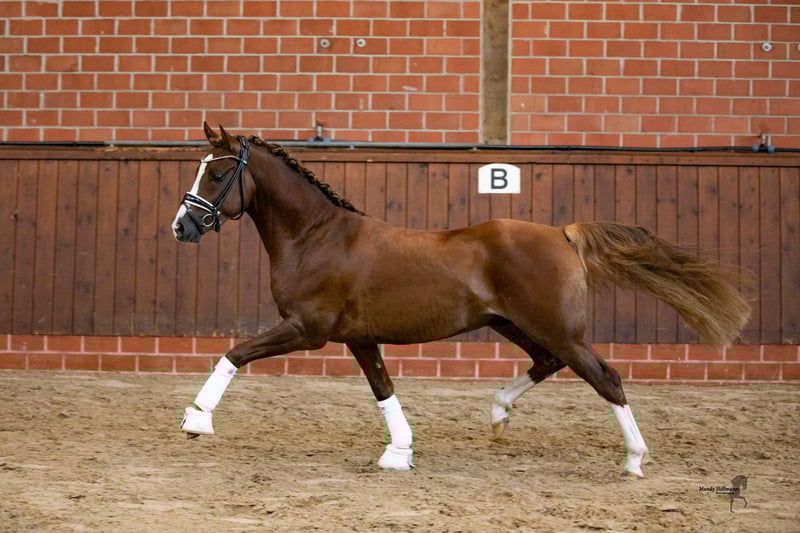 Poney de selle allemand Étalon 3 Ans 142 cm Alezan brûlé in Groß Ippener