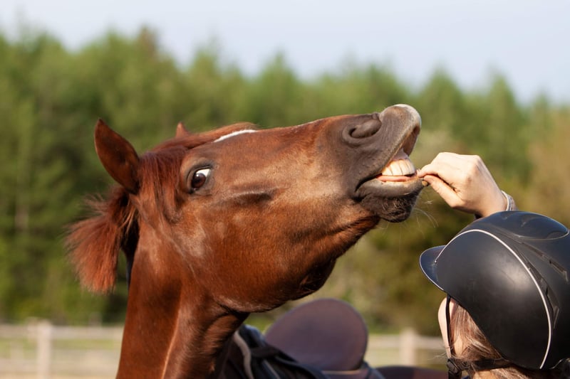 Poney New Forest Hongre 15 Ans 146 cm Alezan brûlé in Gram