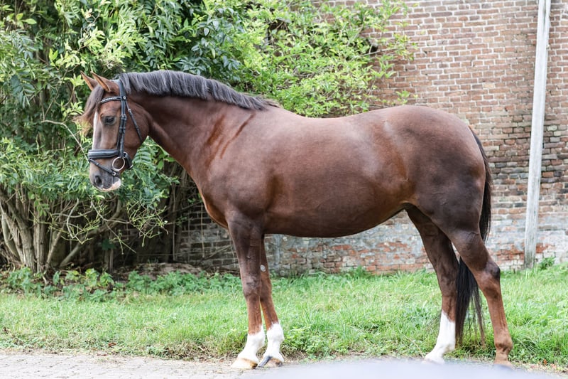 Poney New Forest Jument 7 Ans 143 cm Alezan brûlé in Puttershoek
