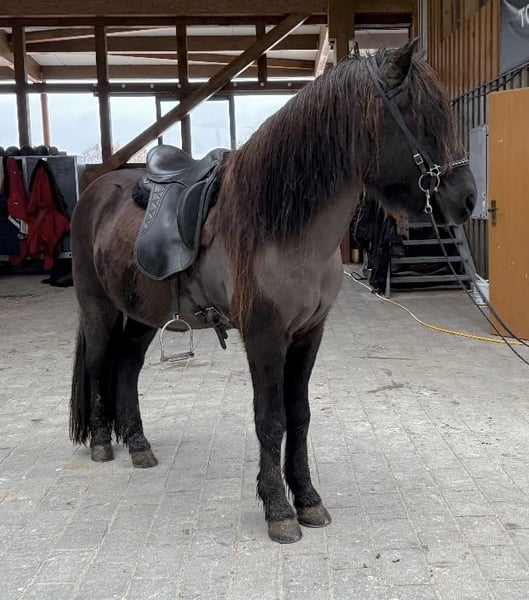 Pony Islandese Stallone 12 Anni 143 cm Morello in Soltau