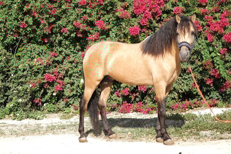 PRE Croisé Étalon 5 Ans 159 cm Isabelle in Hamburg