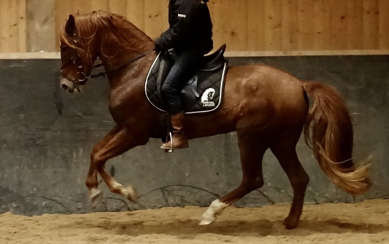 PRE Stute 13 Jahre 147 cm in Weißenhorn