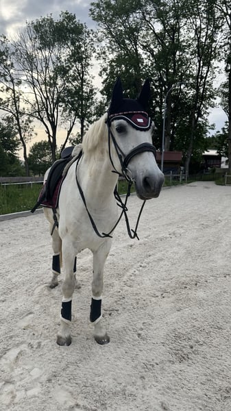 PRE Wallach 18 Jahre 155 cm Schimmel in Regen