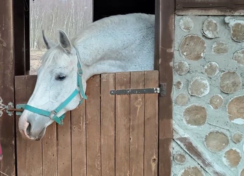 Pur-sang arabe Jument 10 Ans 155 cm Gris moucheté in Świnoujście