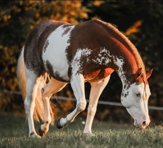 Quarter horse américain Étalon 6 Ans Overo-toutes couleurs in Velike Lašče