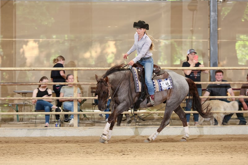 Quarter horse américain Hongre 9 Ans 156 cm in Vöcklabruck