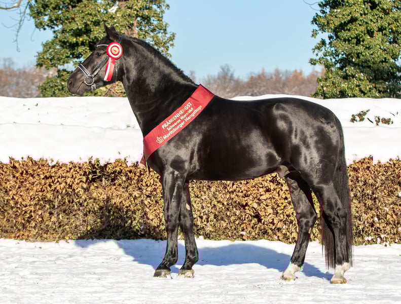 Schweres Warmblut Hengst Rappe in Brauna