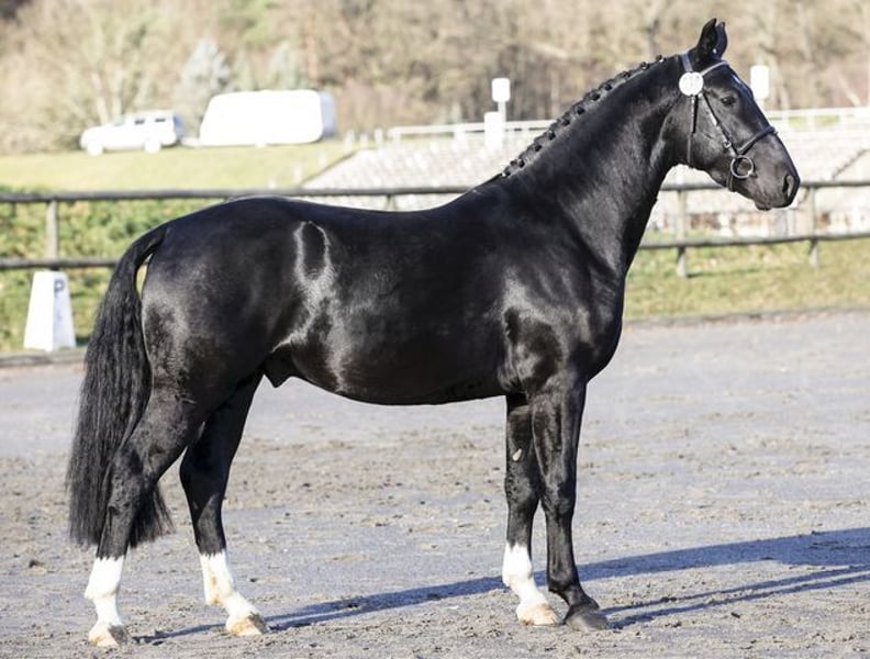 Schweres Warmblut Hengst Rappe in Mülsen Ortmannsdorf, Marienau