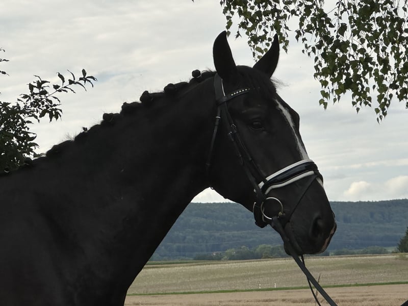 Schweres Warmblut Wallach 3 Jahre 167 cm Rappe in Riedlingen