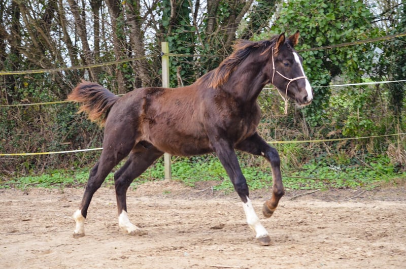 Selle Français Étalon 1 Année 170 cm Alezan brûlé in saint lo
