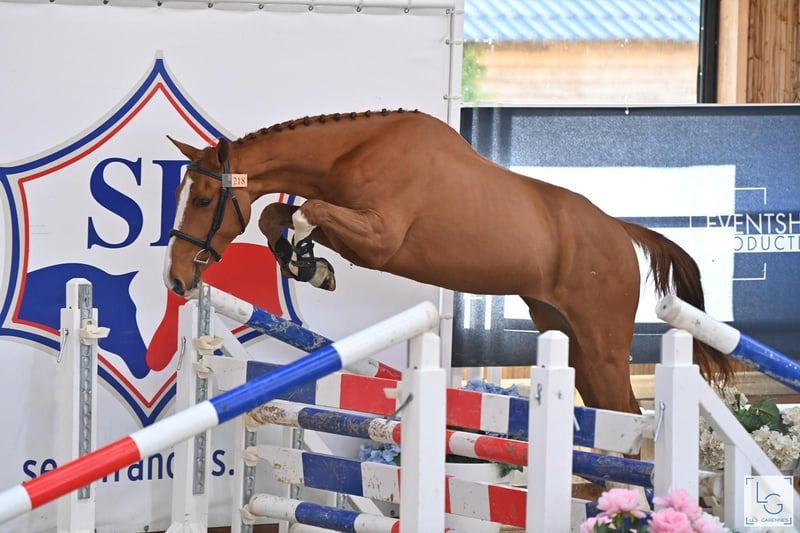Selle Français Étalon 3 Ans 160 cm Alezan in Orbec