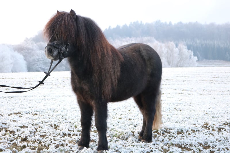 Shetland Ponys Hengst 5 Jahre 106 cm Schimmel in Melle