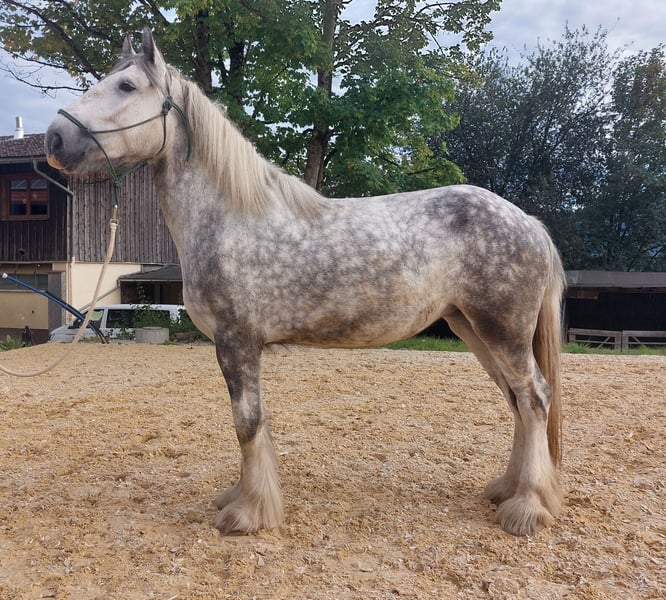 Shire Horse Stute 4 Jahre 170 cm Apfelschimmel in Freilassing
