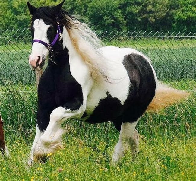 Tinker Jument 13 Ans 154 cm Pinto in Neuried