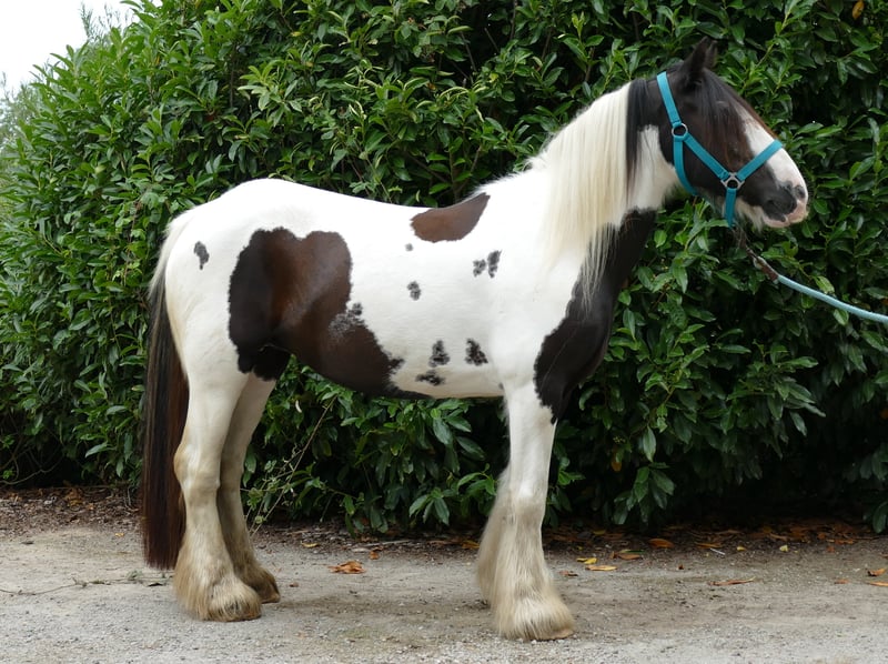 Tinker Merrie 7 Jaar 141 cm Gevlekt-paard in Lathen