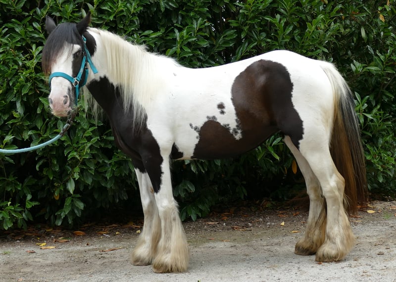 Tinker Merrie 7 Jaar 141 cm Gevlekt-paard in Lathen