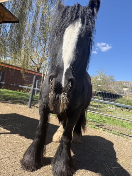 Tinker Merrie 9 Jaar 140 cm in Harzgerode