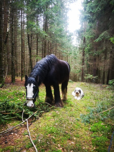 Tinker Wallach 11 Jahre 140 cm Rappe in Böbrach