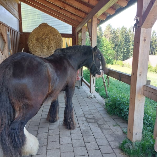 Tinker Wallach 11 Jahre 140 cm Rappe in Böbrach
