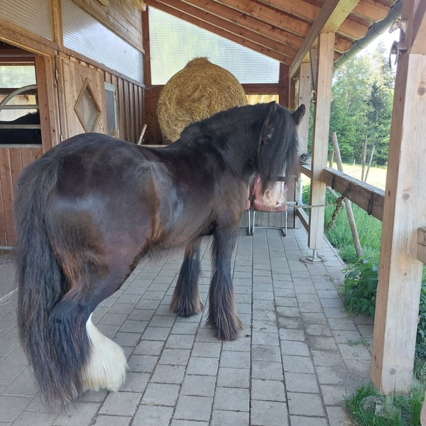 Tinker Wallach 11 Jahre 140 cm Rappe in Böbrach