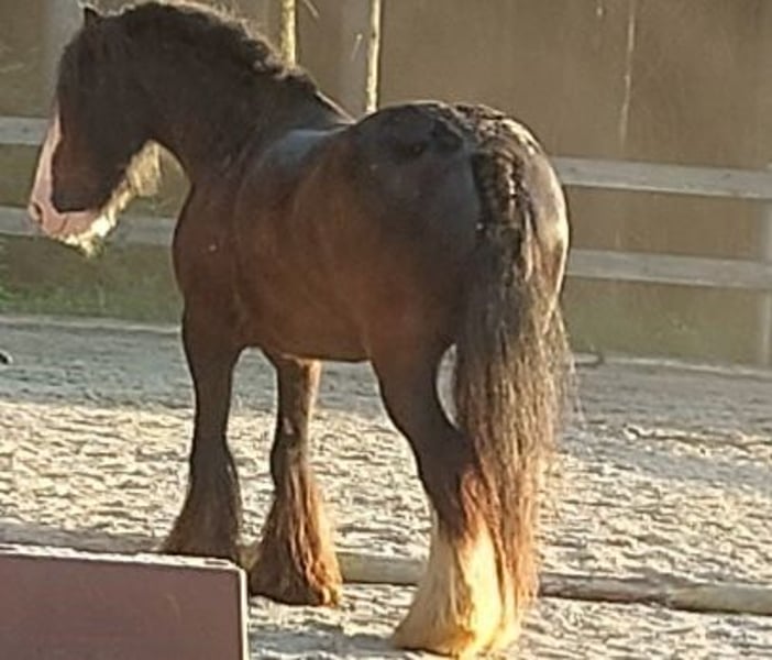 Tinker Wallach 11 Jahre 140 cm Rappe in Böbrach