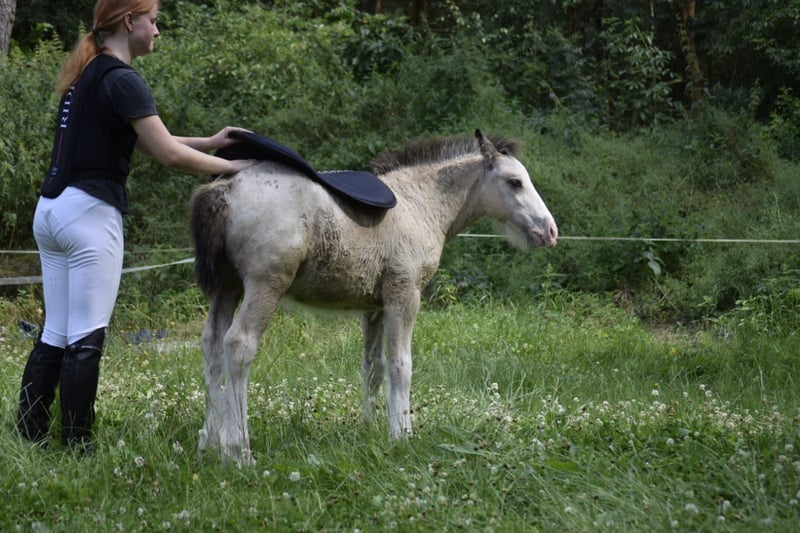 Tinkerhäst Hingst Föl (05/2024) 145 cm Leopard-Piebald in Heiligengrabe
