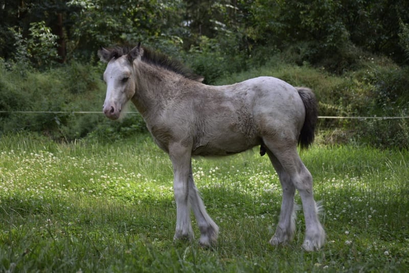 Tinkerhäst Hingst Föl (05/2024) 145 cm Leopard-Piebald in Heiligengrabe