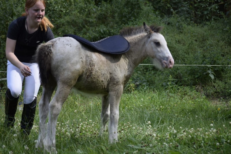 Tinkerhäst Hingst Föl (05/2024) 145 cm Leopard-Piebald in Heiligengrabe