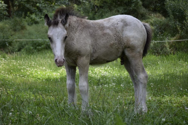Tinkerhäst Hingst Föl (05/2024) 145 cm Leopard-Piebald in Heiligengrabe