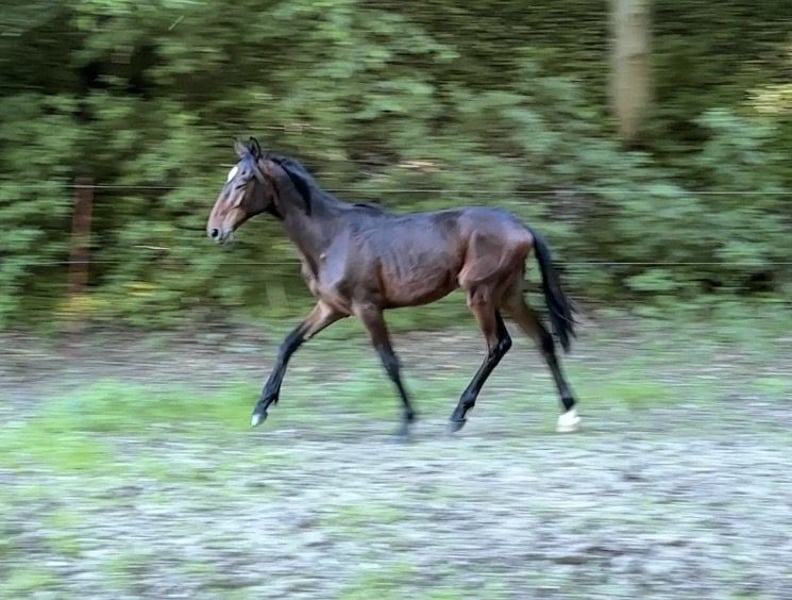Trakehner Hengst 1 Jahr 165 cm Brauner in RochlitzSeelitz