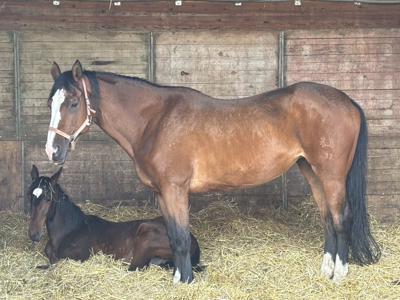Trakehner Hengst 1 Jahr 165 cm Brauner in RochlitzSeelitz