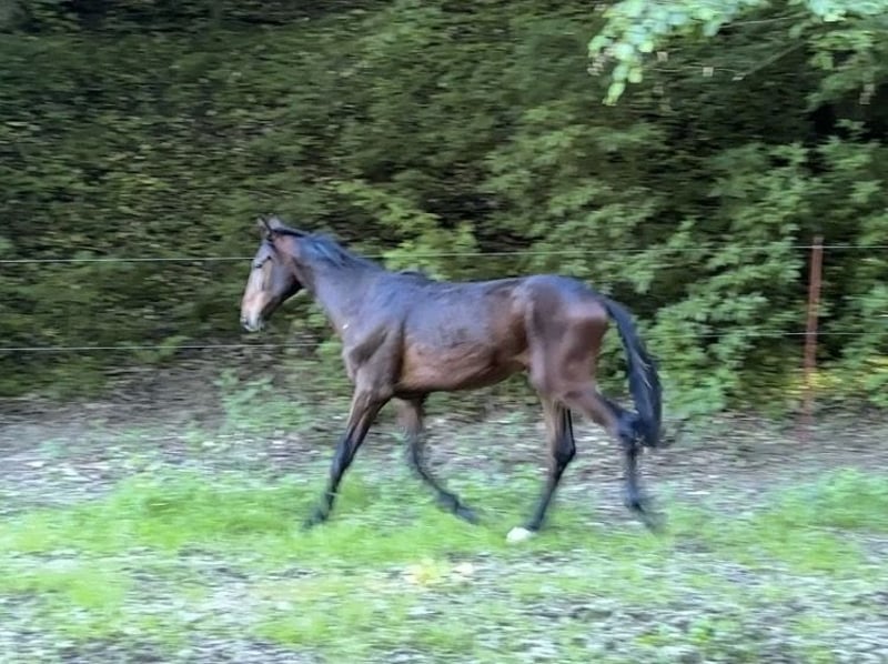 Trakehner Hengst 1 Jahr 165 cm Brauner in RochlitzSeelitz