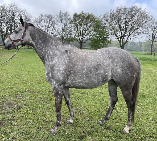 Trakehner Stute 7 Jahre 168 cm Apfelschimmel in Berlin