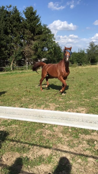Trakehner Wallach 17 Jahre 170 cm Fuchs in Wetter (Ruhr)