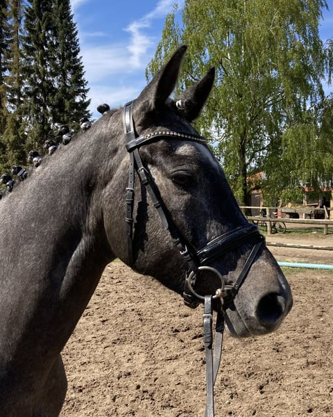 Trakehner Wallach 4 Jahre 166 cm Schimmel in Scharbeutz