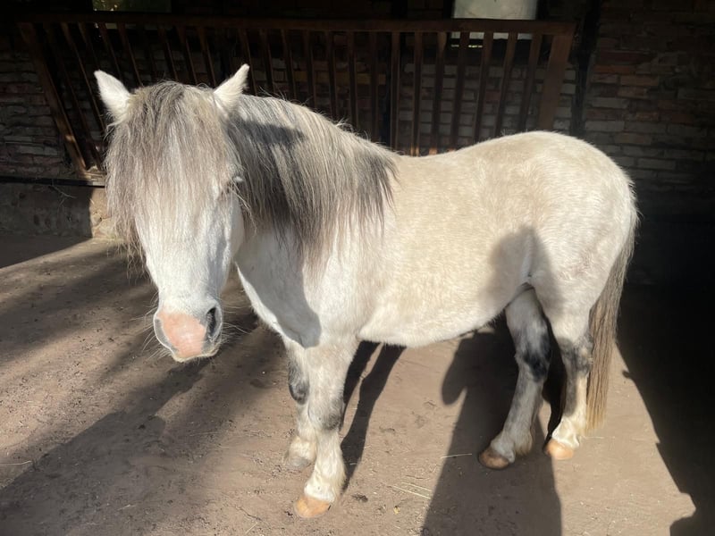 Weitere Ponys/Kleinpferde Wallach 16 Jahre 120 cm Apfelschimmel in Bensdorf