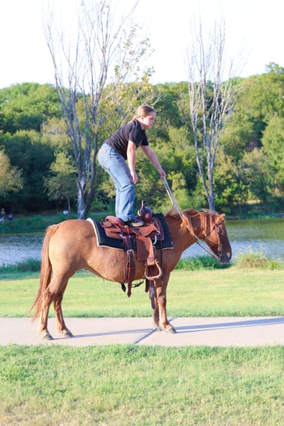 Weitere Ponys/Kleinpferde Wallach 9 Jahre 119 cm in Forney