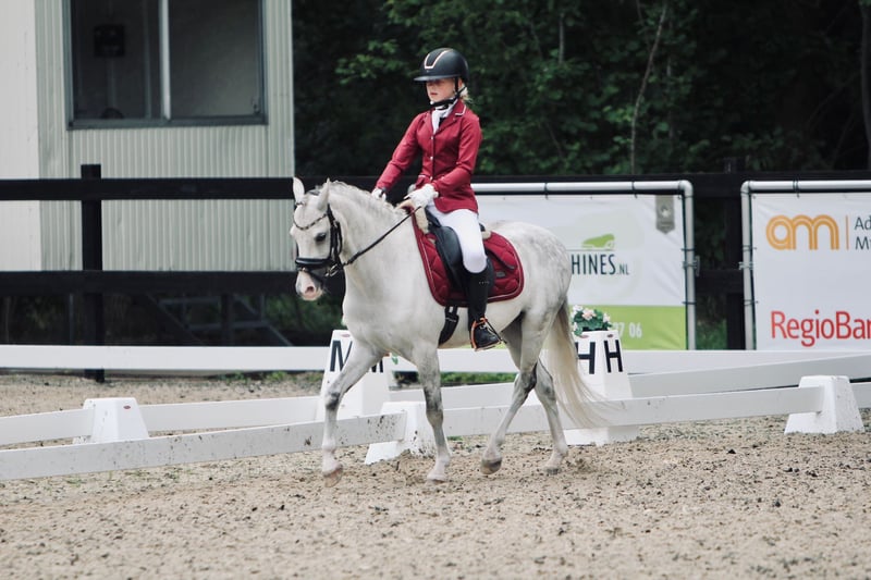 Welsh C (cob) Valack 9 år 136 cm Grå-blå-brun in Bruchterveld