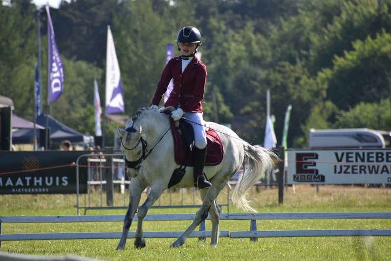 Welsh C (cob) Valack 9 år 136 cm Grå-blå-brun in Bruchterveld