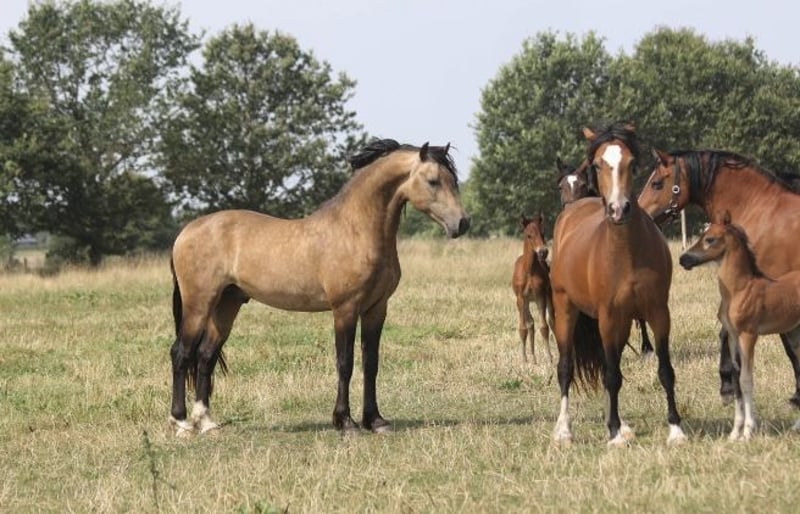 Welsh D (Cob) Hingst 4 år 152 cm Gulbrun in Ringsted