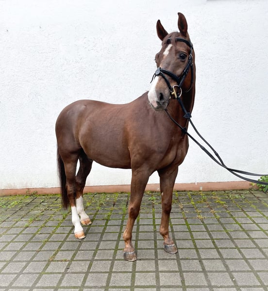 Westfale Wallach 11 Jahre 162 cm Fuchs in Ingolstadt