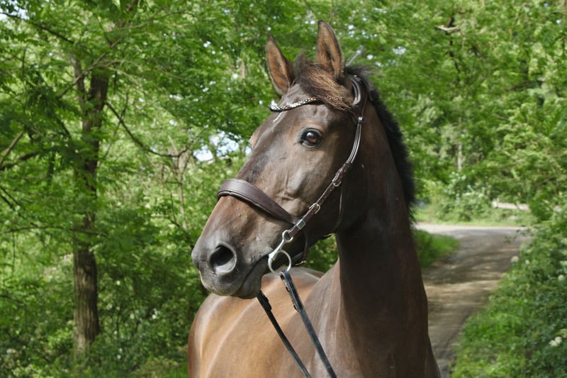 Westfale Wallach 13 Jahre 175 cm Brauner in Biebertal