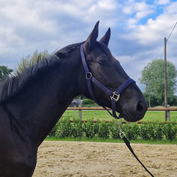 Westfale Wallach 3 Jahre 160 cm Schwarzbrauner in Selm