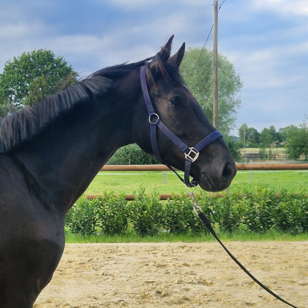 Westfale Wallach 3 Jahre 160 cm Schwarzbrauner in Selm