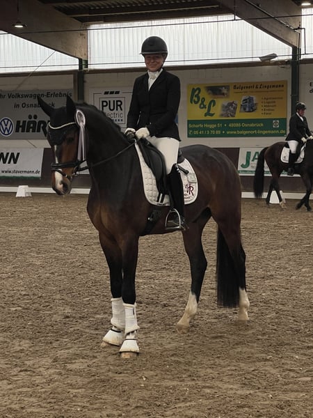 Westfale Wallach 4 Jahre 165 cm Brauner in Vlotho