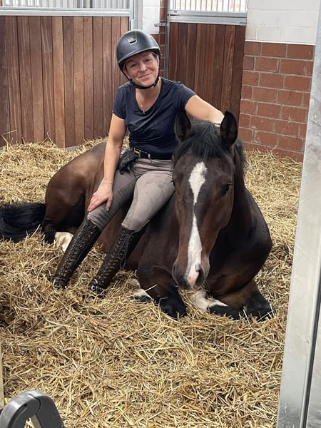 Westfale Wallach 4 Jahre 165 cm Brauner in Vlotho