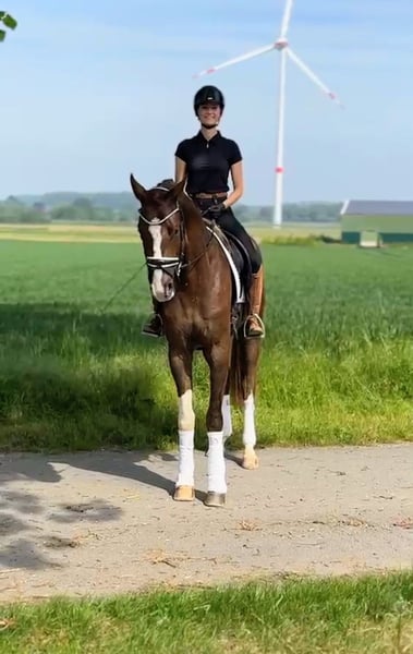 Westfale Wallach 4 Jahre 170 cm Dunkelfuchs in Hamm