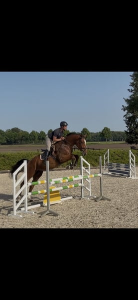 Westfale Wallach 4 Jahre 173 cm Brauner in Greven