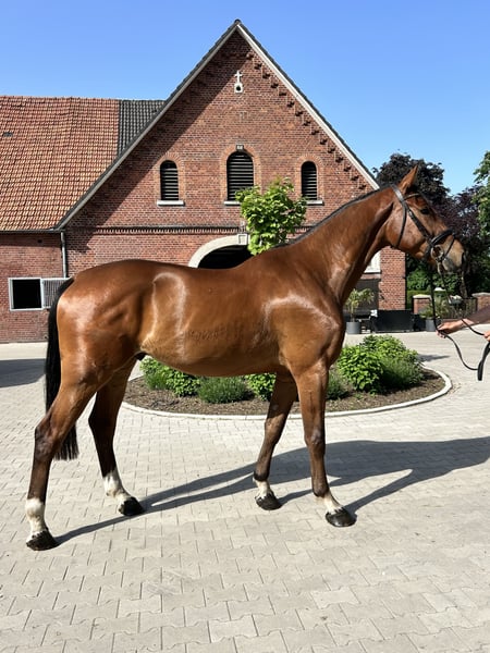Westfale Wallach 4 Jahre 173 cm Brauner in Greven