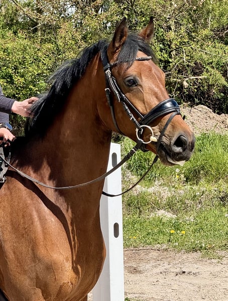 Westfale Wallach 4 Jahre Brauner in Vellmar